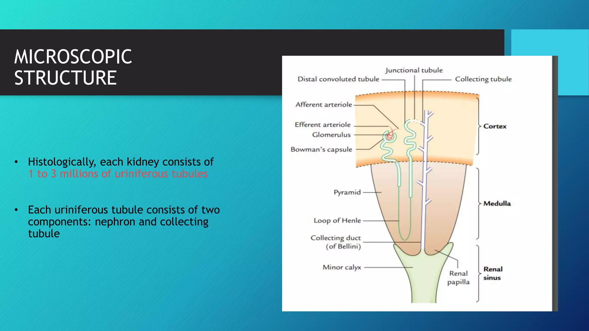 Anatomy of male urogenital system.pptx