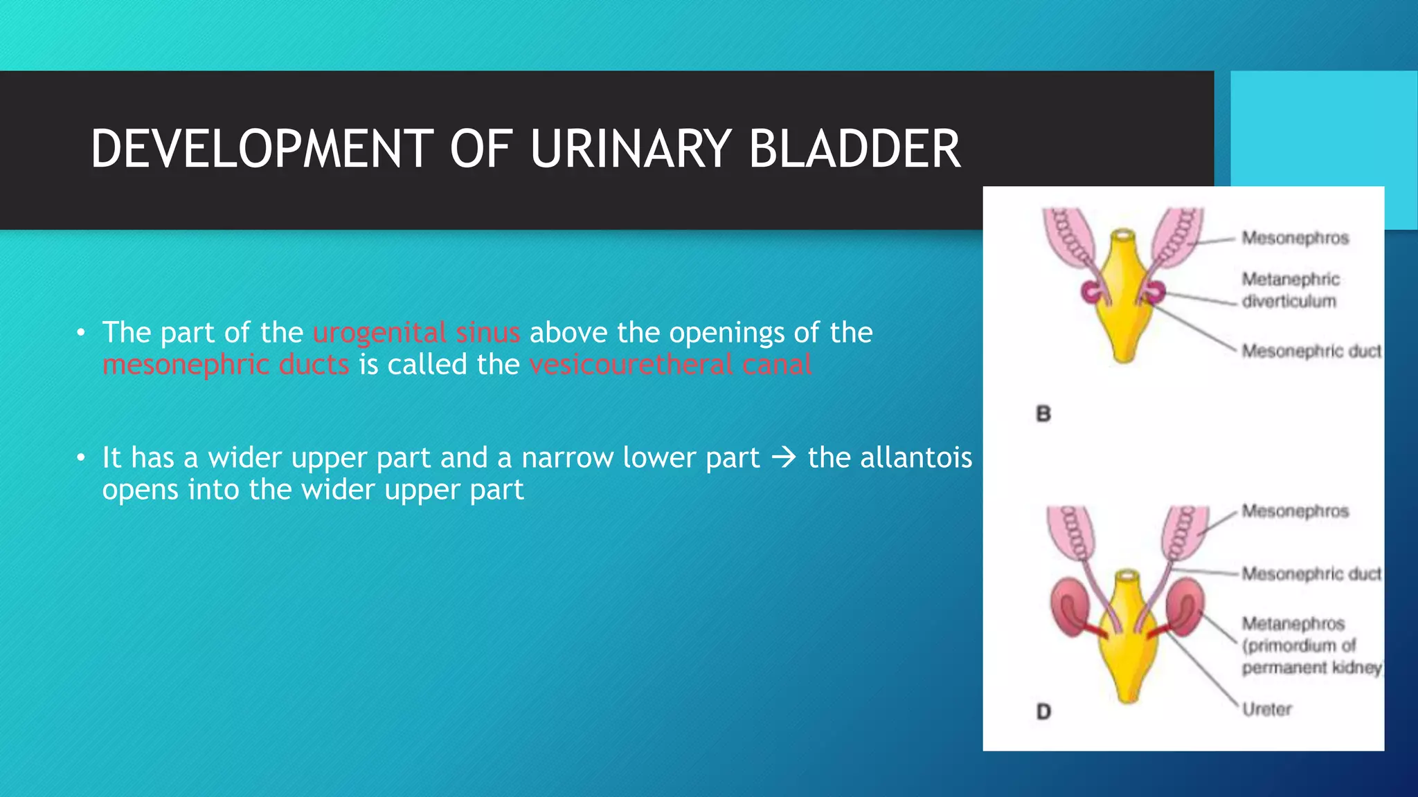 Anatomy of male urogenital system.pptx