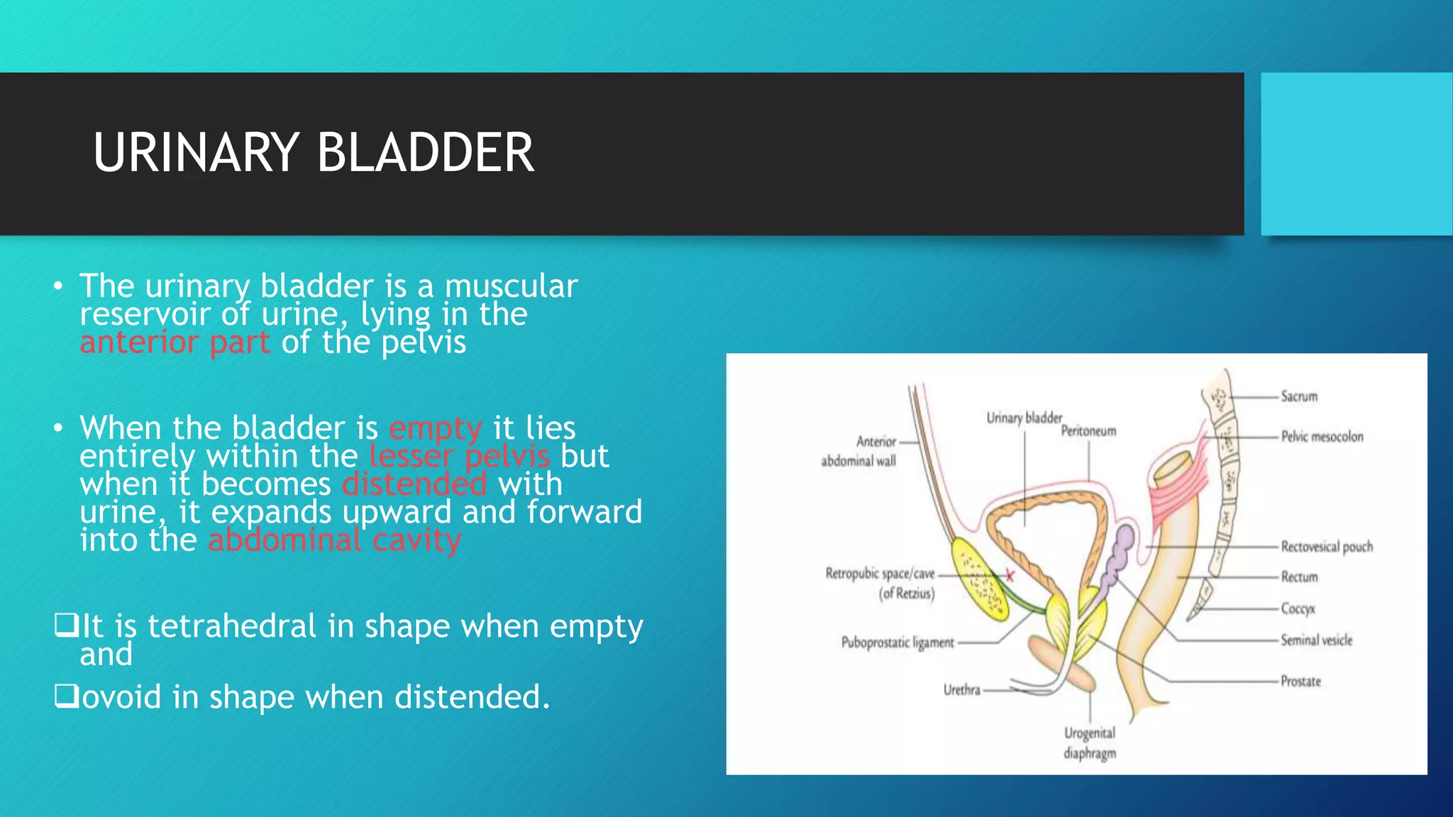 Anatomy of male urogenital system.pptx