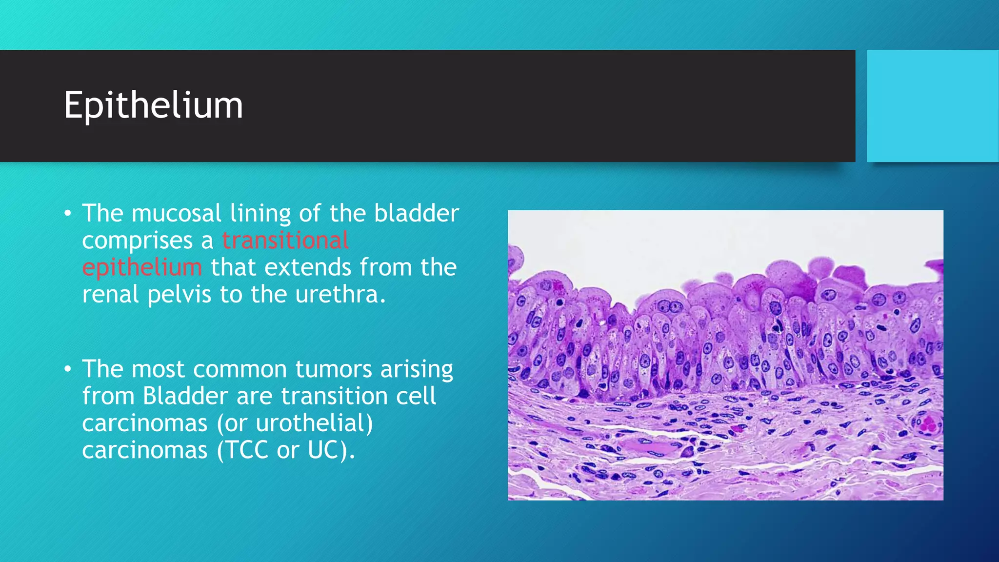 Anatomy of male urogenital system.pptx