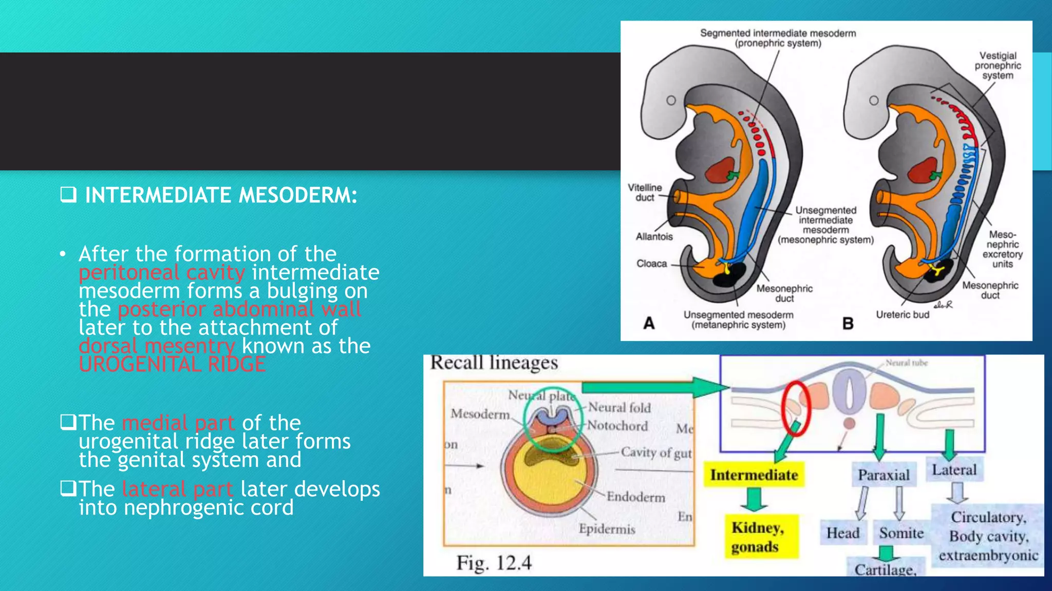 Anatomy of male urogenital system.pptx