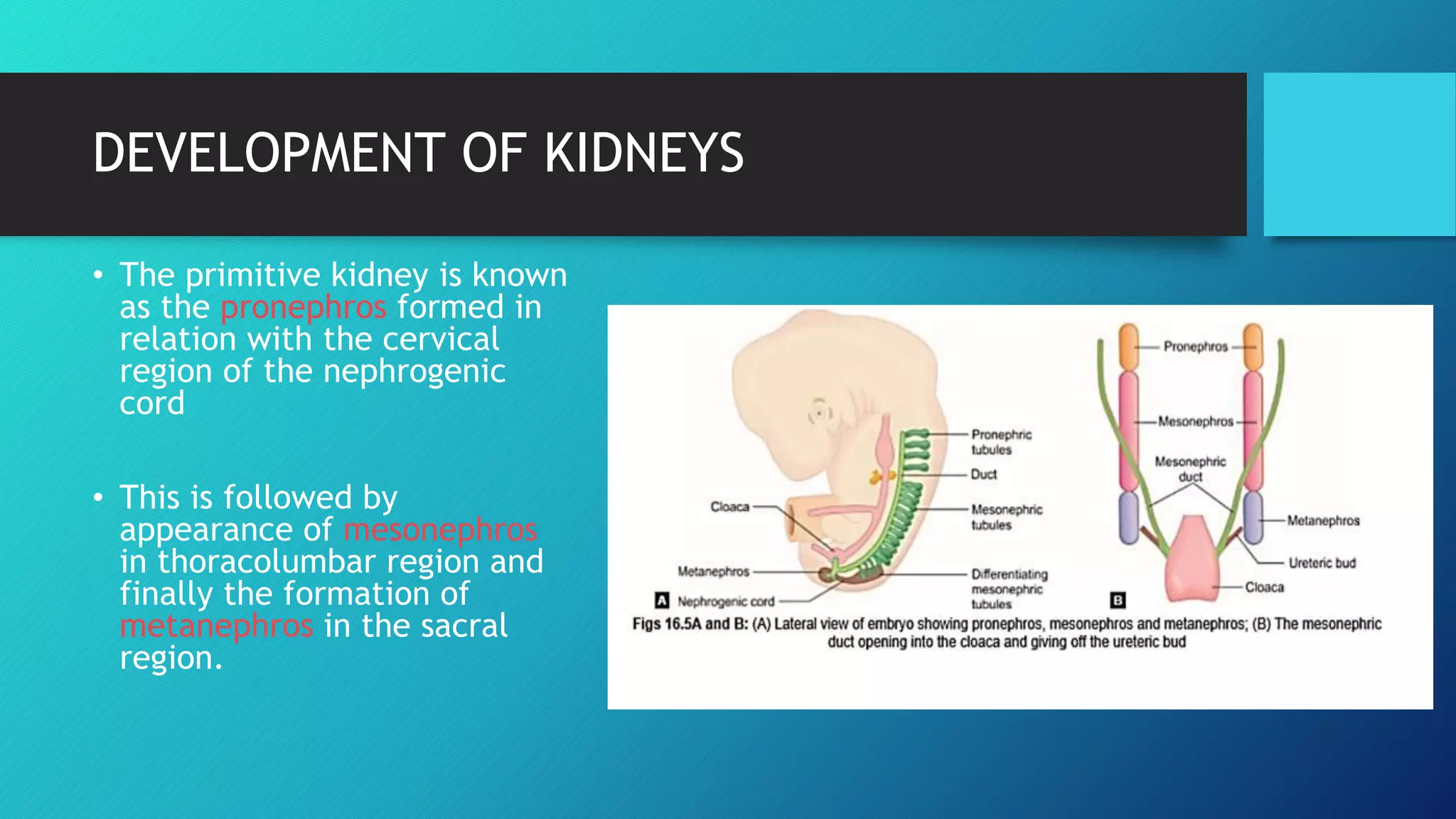 Anatomy of male urogenital system.pptx