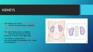Anatomy of male urogenital system.pptx