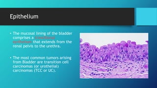 Anatomy of male urogenital system.pptx