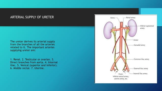 Anatomy of male urogenital system.pptx | Lung and Respiratory Health ...