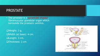 Anatomy of male urogenital system.pptx