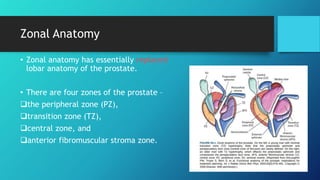 Anatomy of male urogenital system.pptx