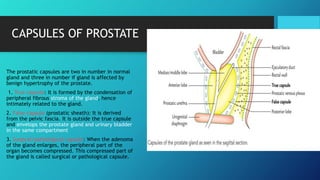 Anatomy of male urogenital system.pptx