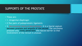 Anatomy of male urogenital system.pptx