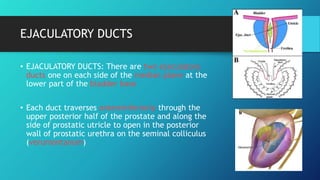 Anatomy of male urogenital system.pptx