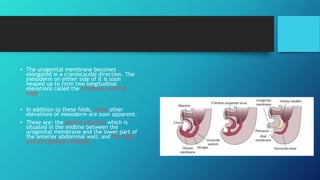 Anatomy of male urogenital system.pptx
