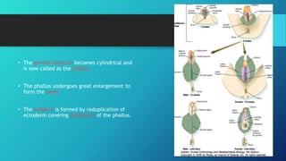 Anatomy of male urogenital system.pptx