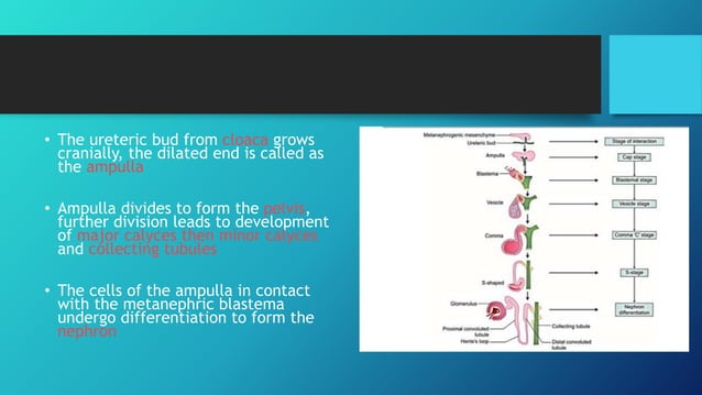 Anatomy of male urogenital system.pptx | Lung and Respiratory Health ...