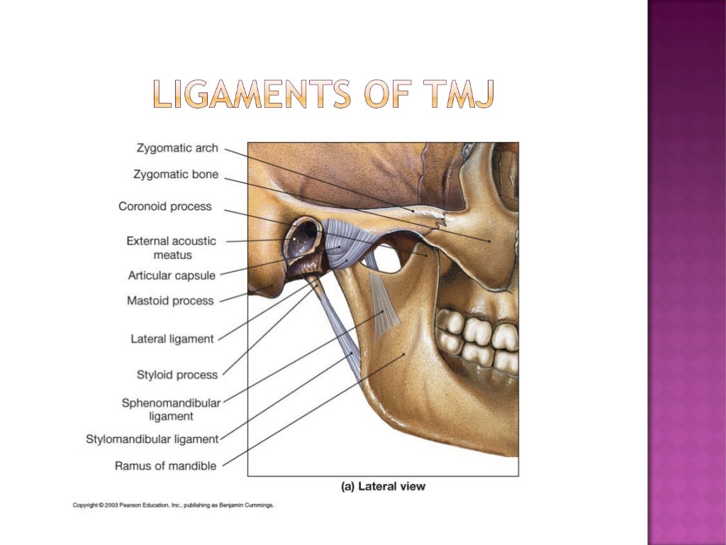 Development and anatomy of temporomandibular joint