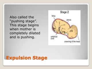 Development and birth | PPT