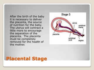 Development and birth | PPT