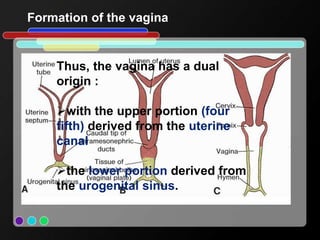 Development And Congenital Anomalies Of Urogenital System Pptx