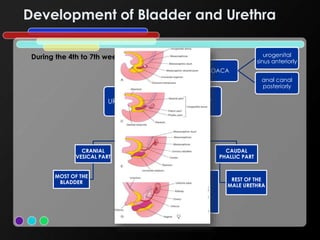 Development and congenital anomalies of urogenital system | PPTX