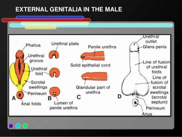 Development and congenital anomalies of urogenital system