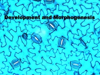 Development and morphogenesis | PDF