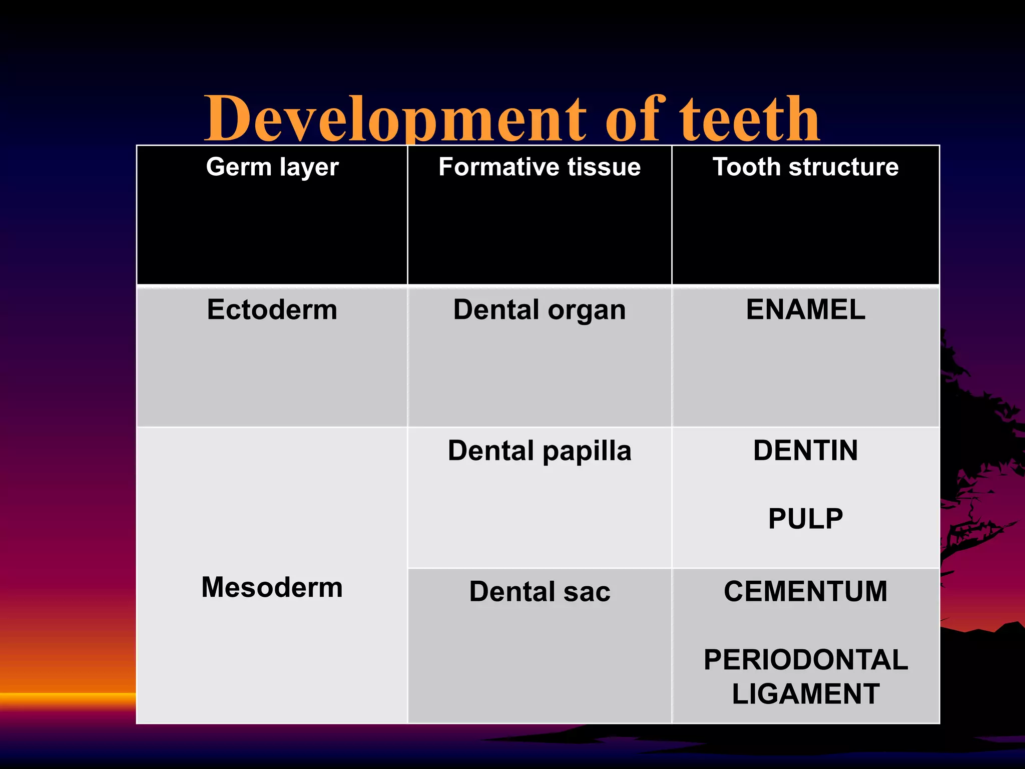 Development and morphology of primary teeth | PPT