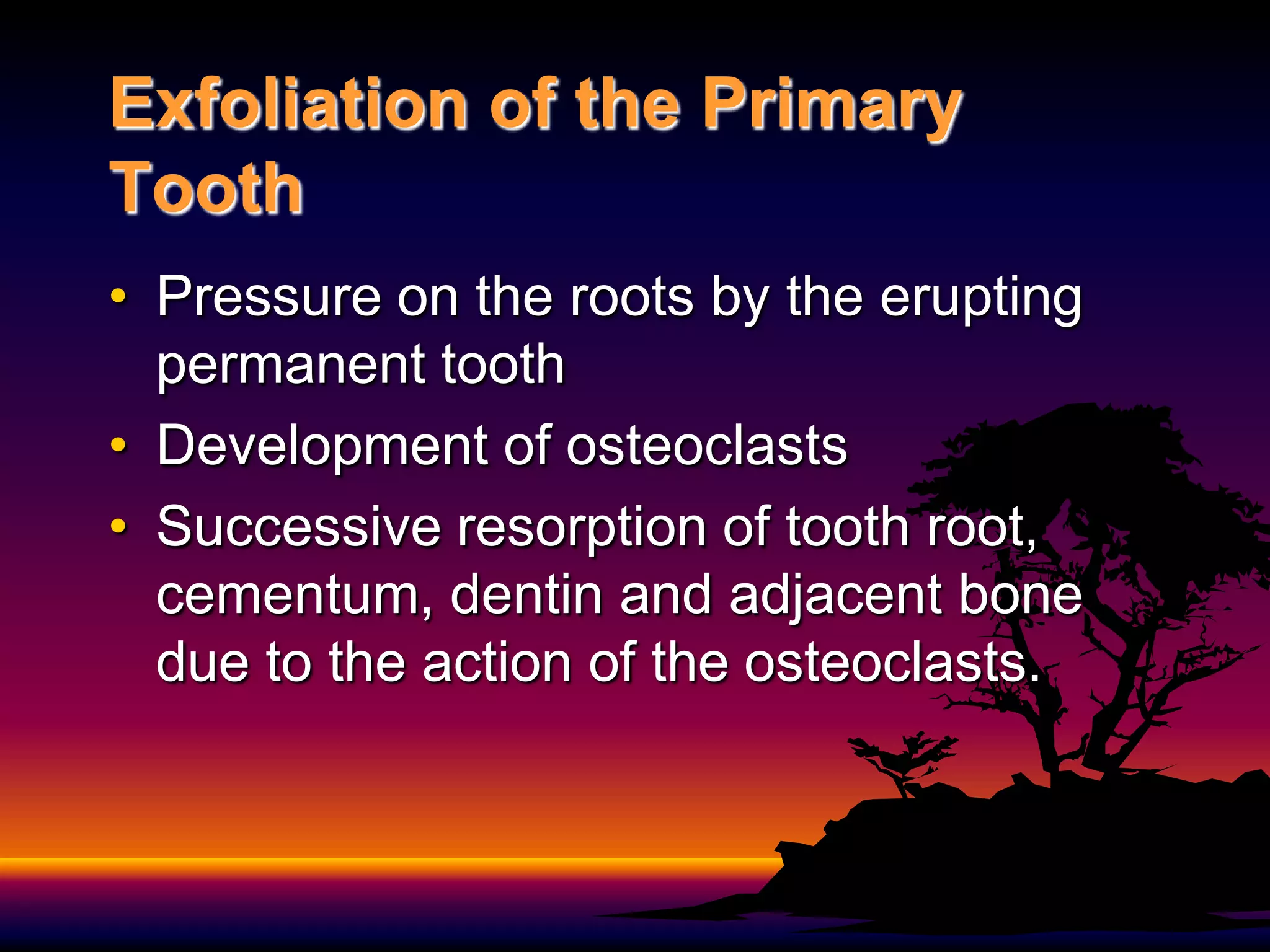 Development and morphology of primary teeth | PPT
