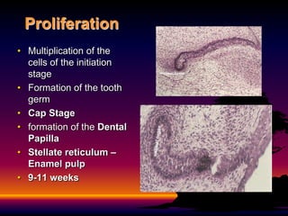 Development and morphology of primary teeth | PPT