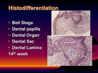 Development and morphology of primary teeth | PPT