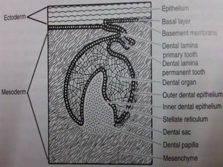 Development and morphology of primary teeth | PPT