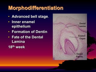 Development and morphology of primary teeth | PPT