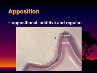 Development and morphology of primary teeth | PPT