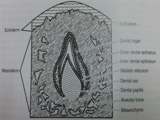 Development and morphology of primary teeth | PPT