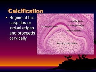 Development and morphology of primary teeth | PPT
