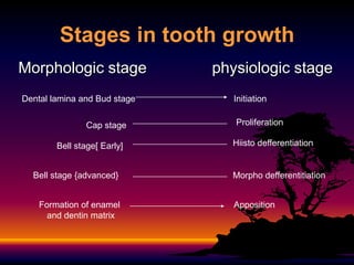 Development and morphology of primary teeth | PPT