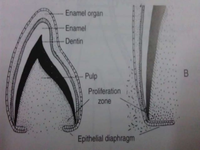 Development and morphology of primary teeth | PPT