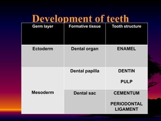 Development and morphology of primary teeth | PPT