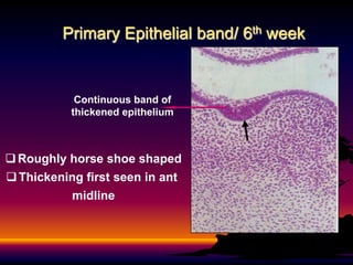 Development and morphology of primary teeth | PPT
