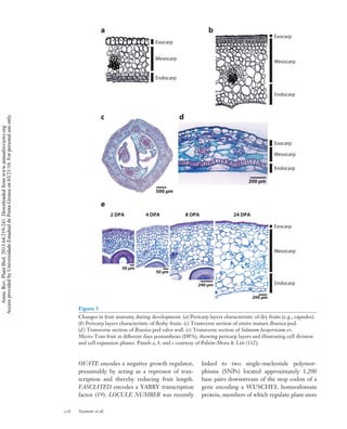 Development and ripening | PDF