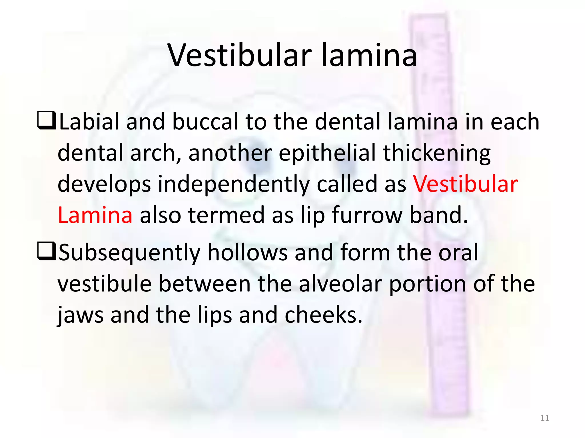 Development ang growth of teeth | PPTX