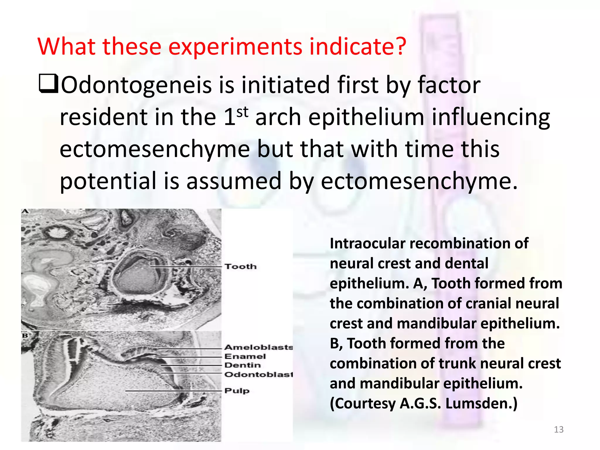 Development ang growth of teeth | PPTX
