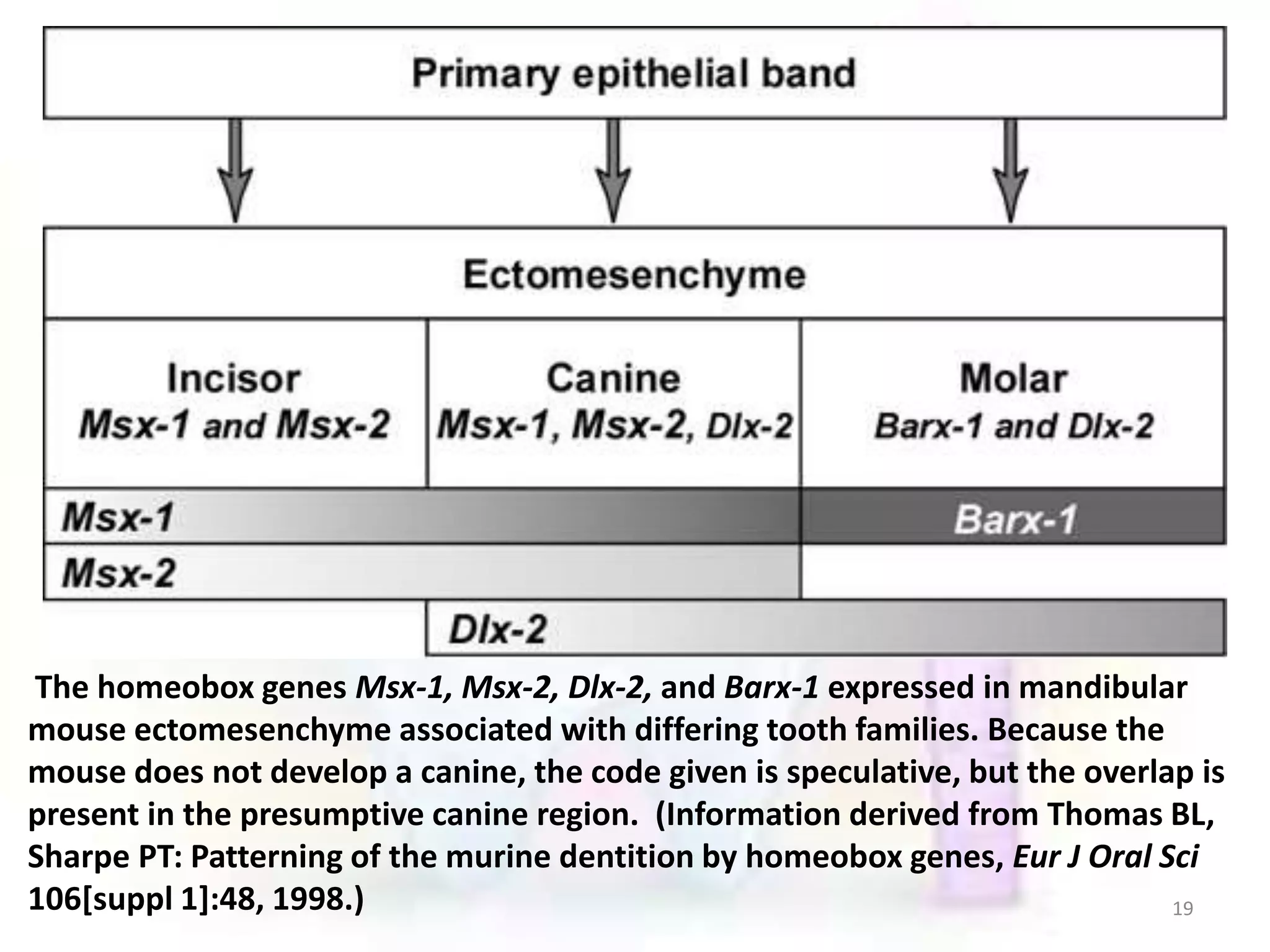 Development ang growth of teeth | PPTX