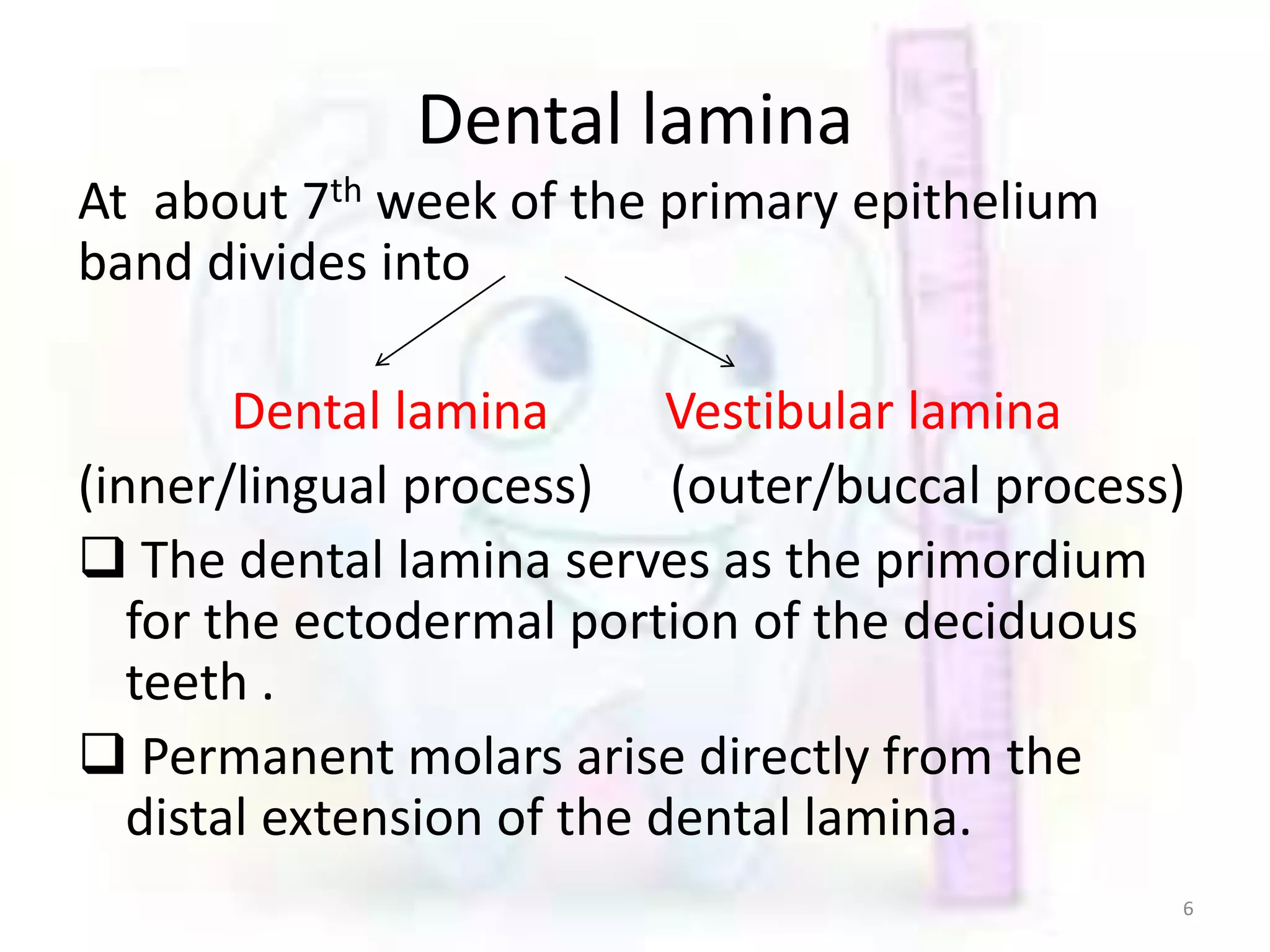 Development ang growth of teeth | PPTX