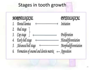 Development ang growth of teeth | PPTX