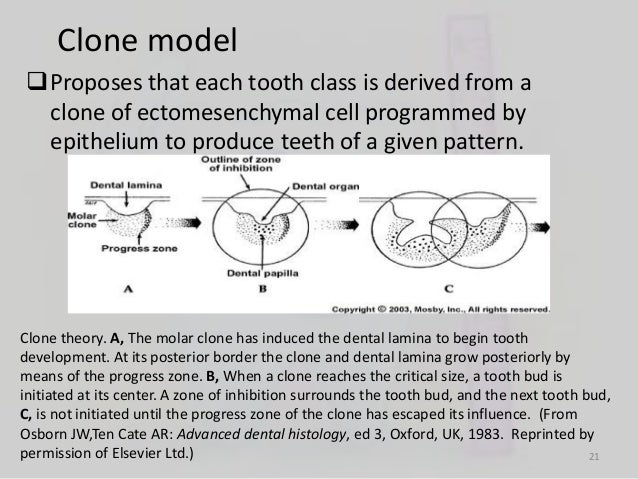 Development ang growth of teeth