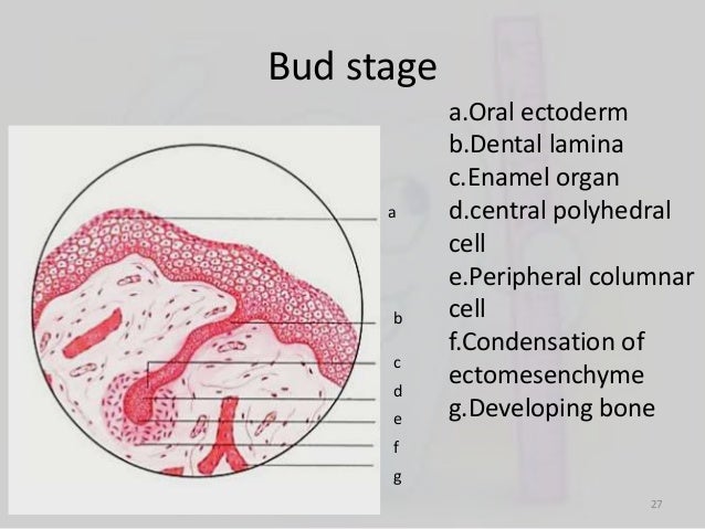 Development ang growth of teeth
