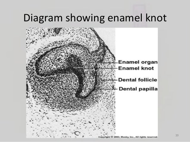 Development ang growth of teeth
