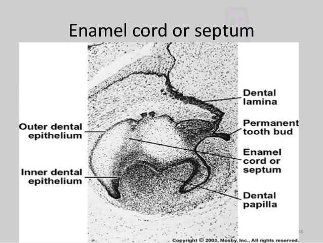 Development ang growth of teeth