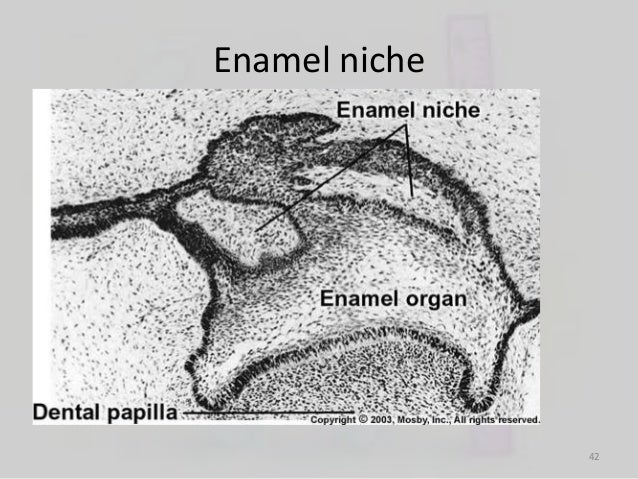 Development ang growth of teeth