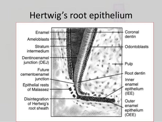 Development ang growth of teeth
