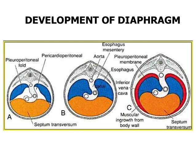 Development & anomalies respiratory system embryology